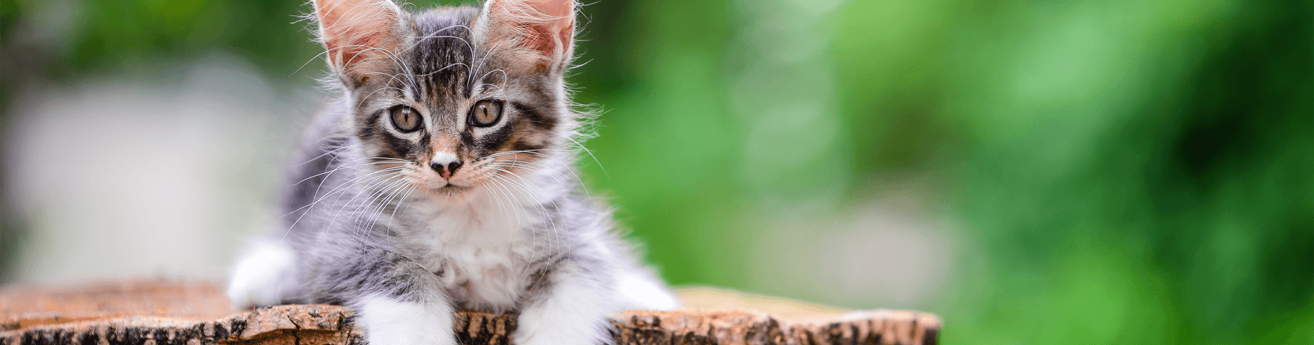 Gebit Katten - Organimal