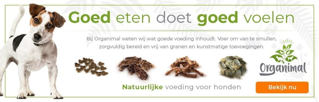 Grasaar hond neus: Wat nu? | Organimal.nl
