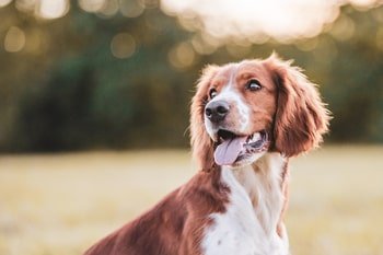 Hond klappert met oren. Wat is er aan de hand? | Organimal