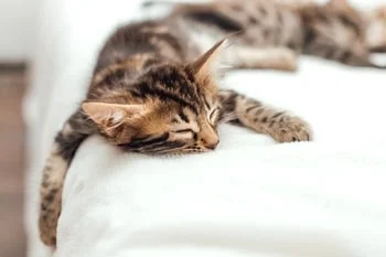 Lintworm kat: Wat te doen bij een besmetting | Organimal