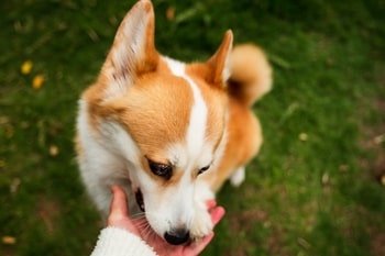 Voorhuidontsteking hond: oorzaken en behandeling | Organimal