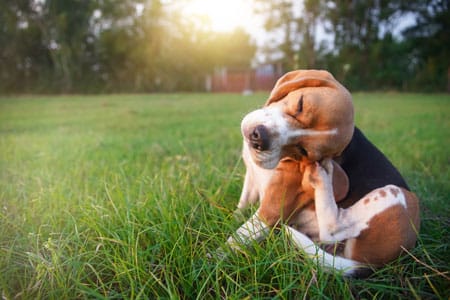 Oorproblemen bij honden herkennen en behandelen - Organimal